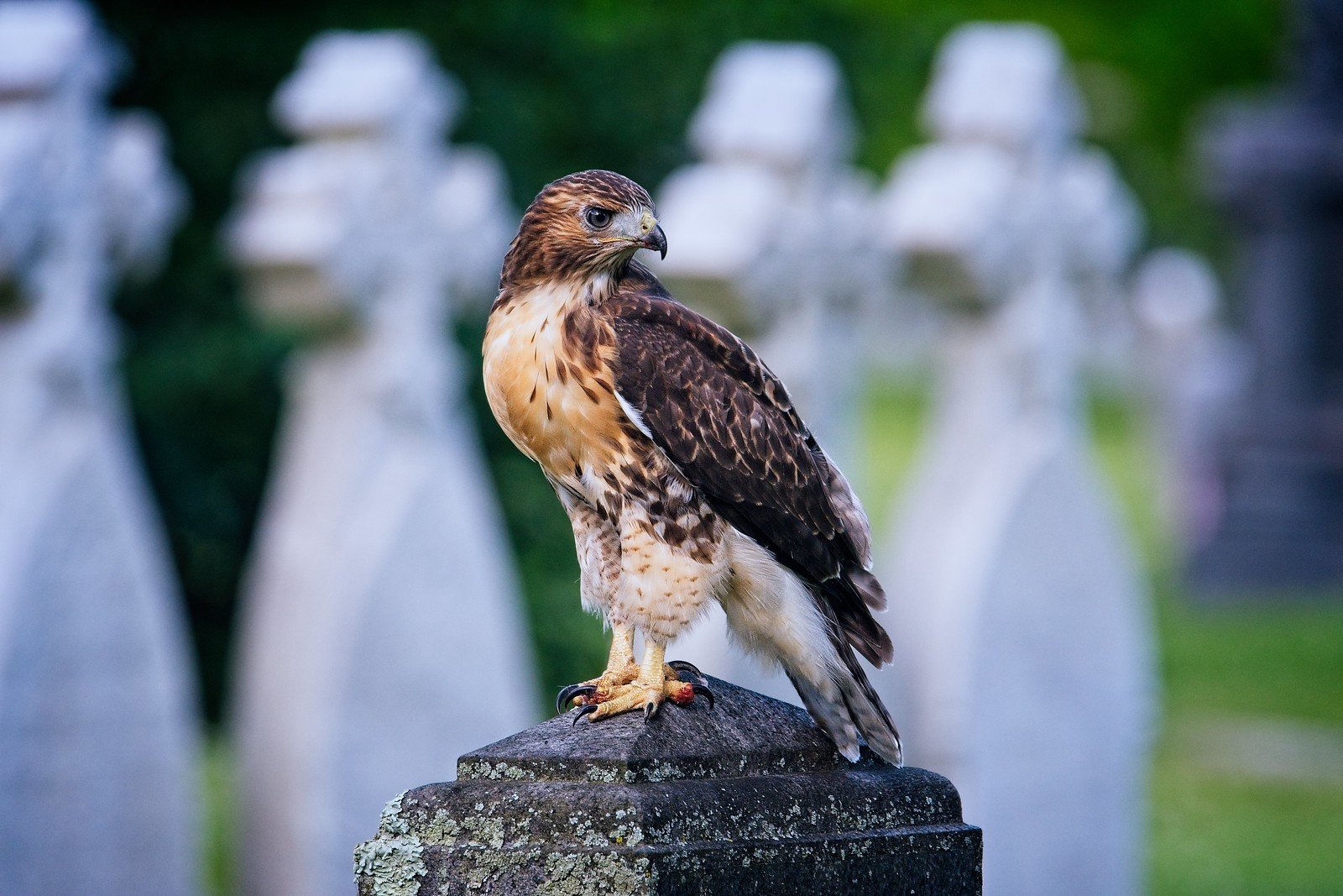 Self-Guided Resources - Green-Wood