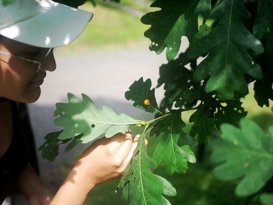 Behind the Bumps: Leaf Galls and Their Ecological Impact - Green-Wood